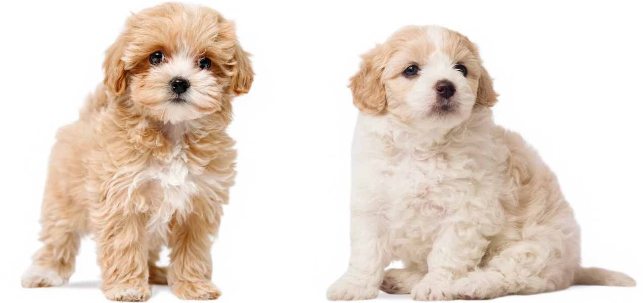 Welcome to WAGGLES | Puppy Boutique