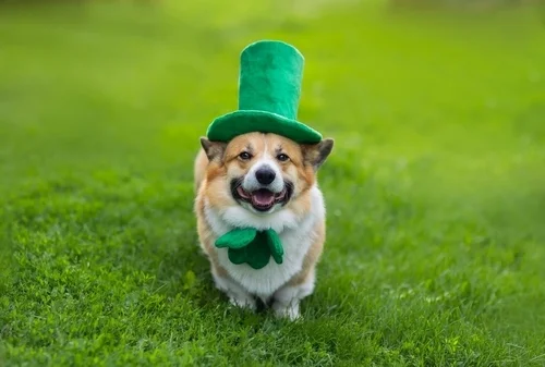 Spring Into Puppy Parenthood: Essential March Care Guide